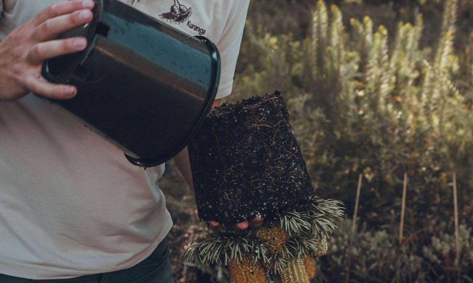 Interview with Ben from Kuranga Native Nursery | Sustainable Business ...